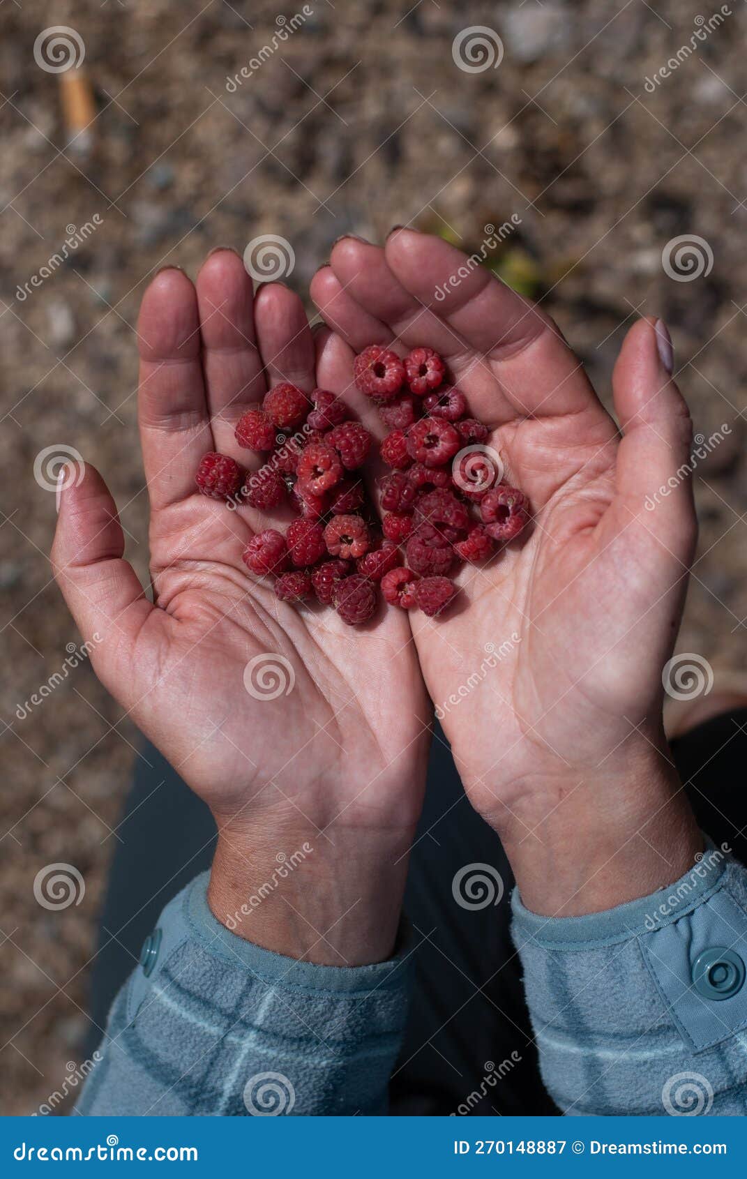 View on Raspberries in Hands Stock Image - Image of soil, produce ...