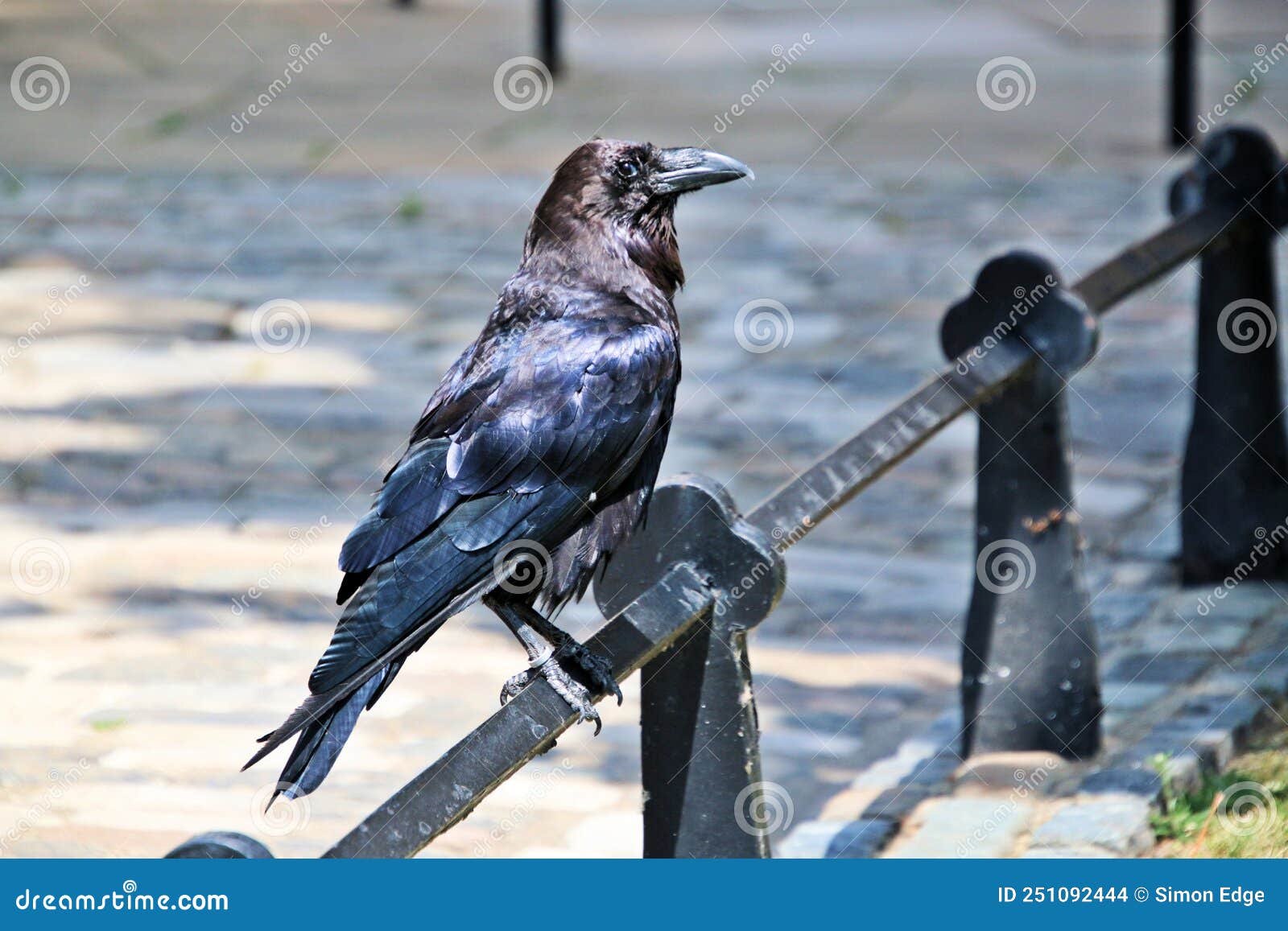 A view of a Raven stock photo. Image of natural, blackbird - 251092444