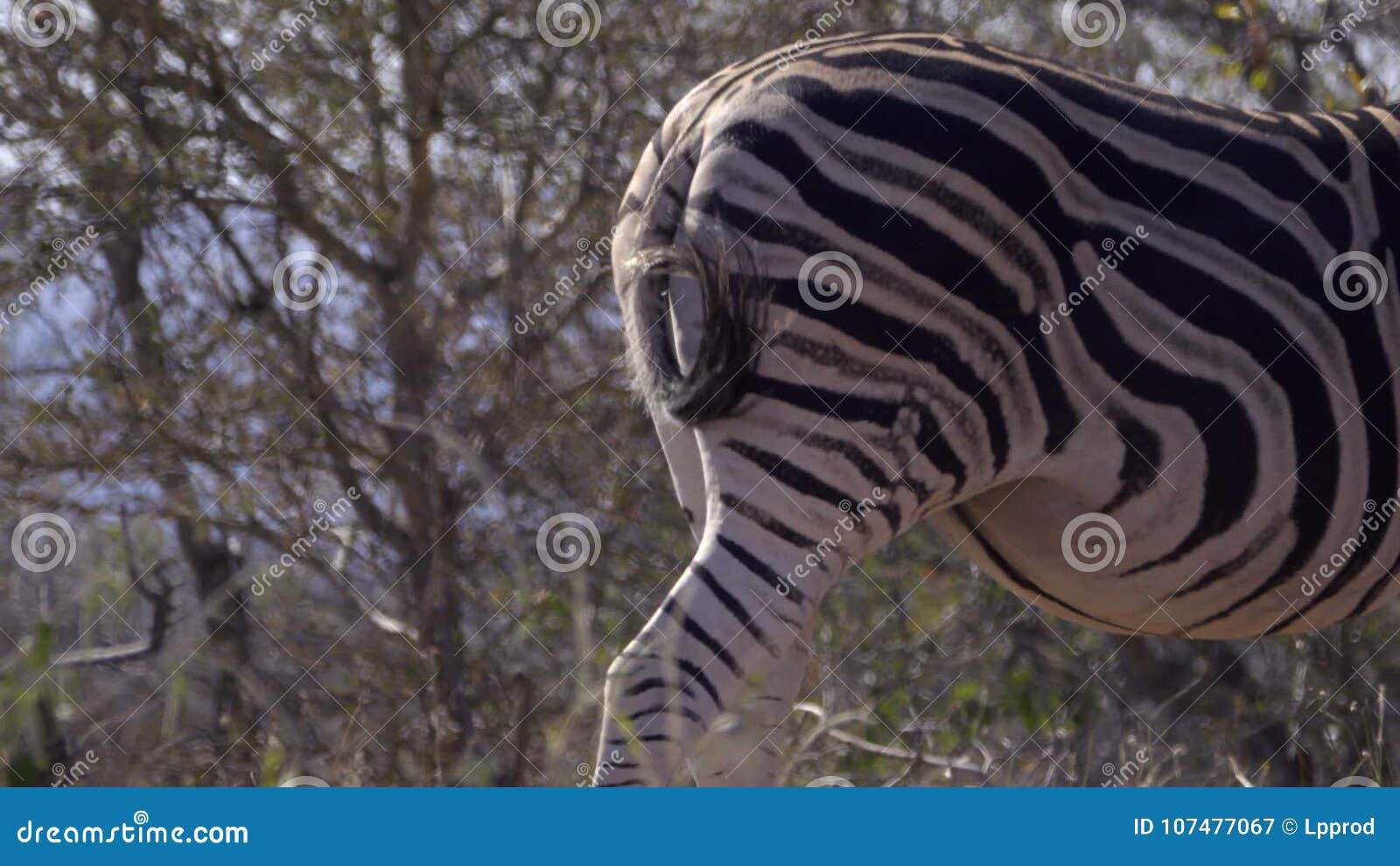 Rear End and Tail of a Zebra Stock Video - Video of hunted, spiral ...