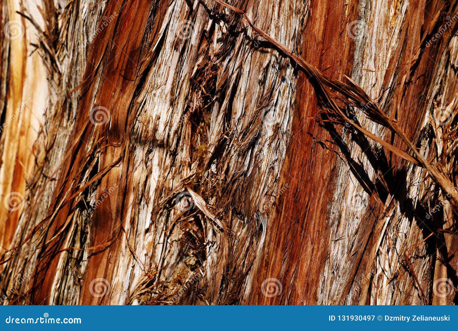 View of the Red Bright Bark of a Tree, Background, Texture Stock Image ...