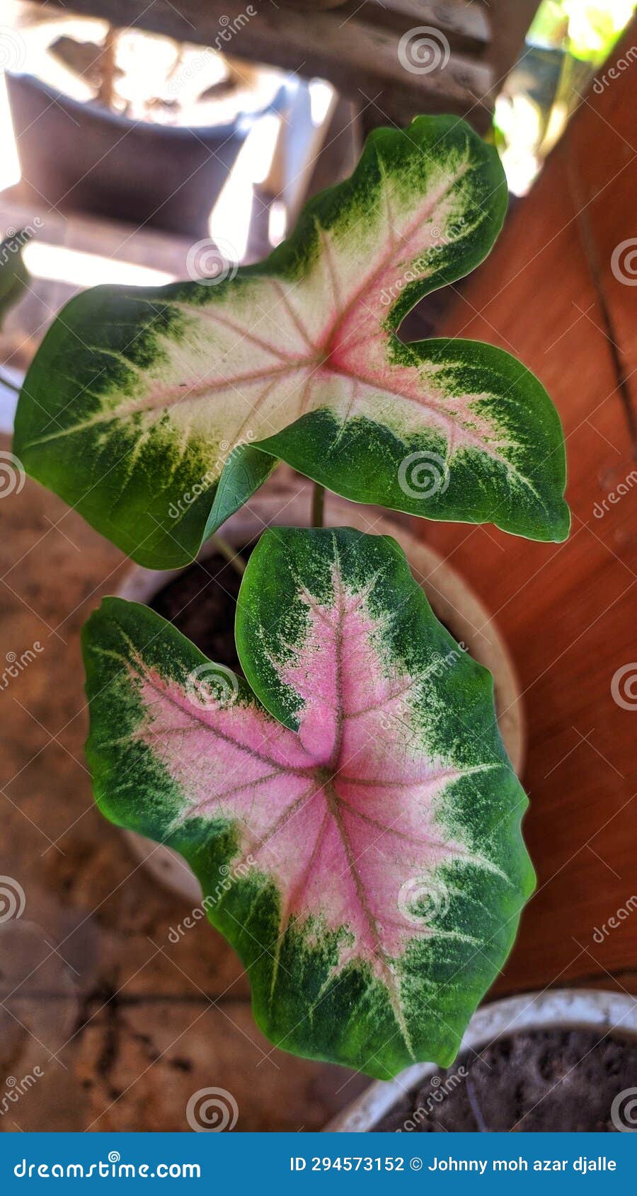 View of red caladium plant stock photo. Image of growth - 294573152