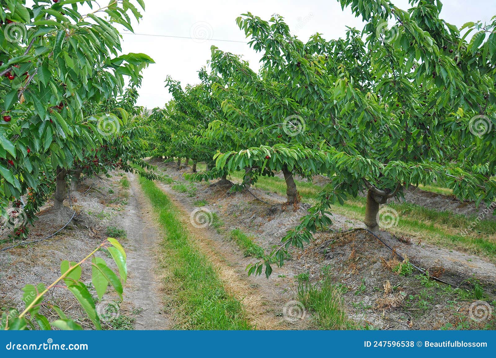 View of Red Cherry Trees in the Orchard Stock Photo - Image of leaf ...