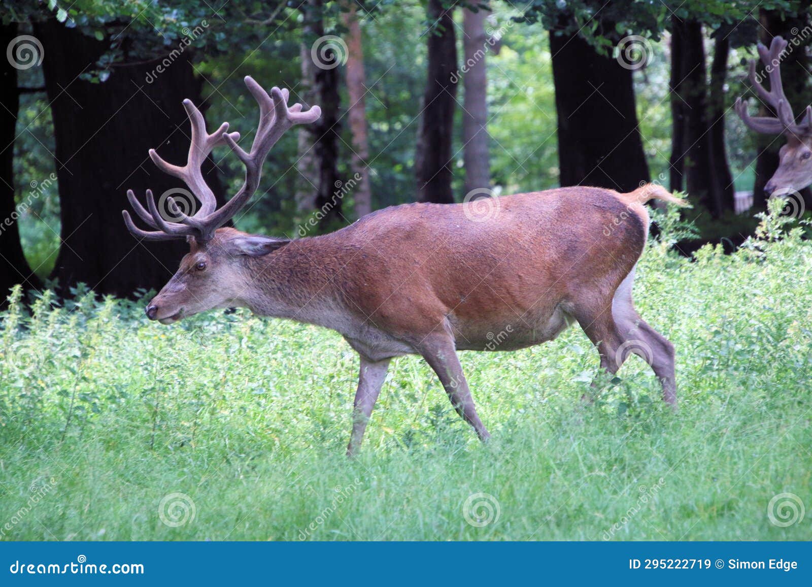 A view of a Red Deer stock image. Image of grazing, cheshire - 295222719