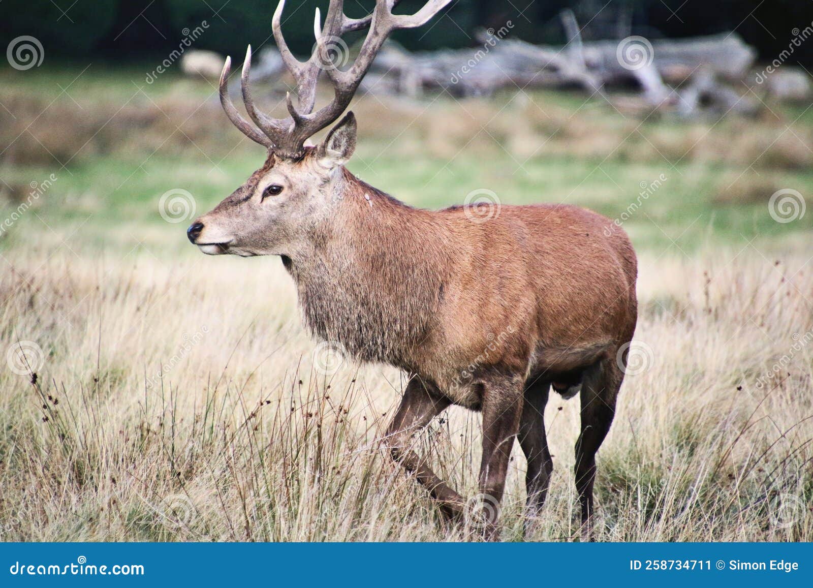 A view of a Red Deer stock image. Image of countryside - 258734711