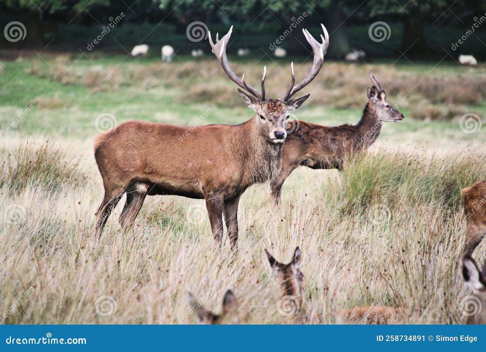 A view of a Red Deer stock image. Image of wild, view - 258734891