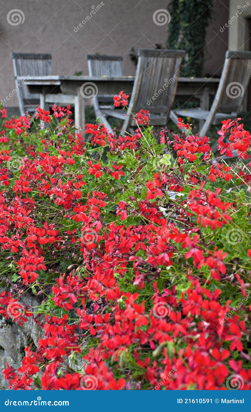 View of Red Flowers and Terasse Chairs. Stock Image - Image of romantic ...