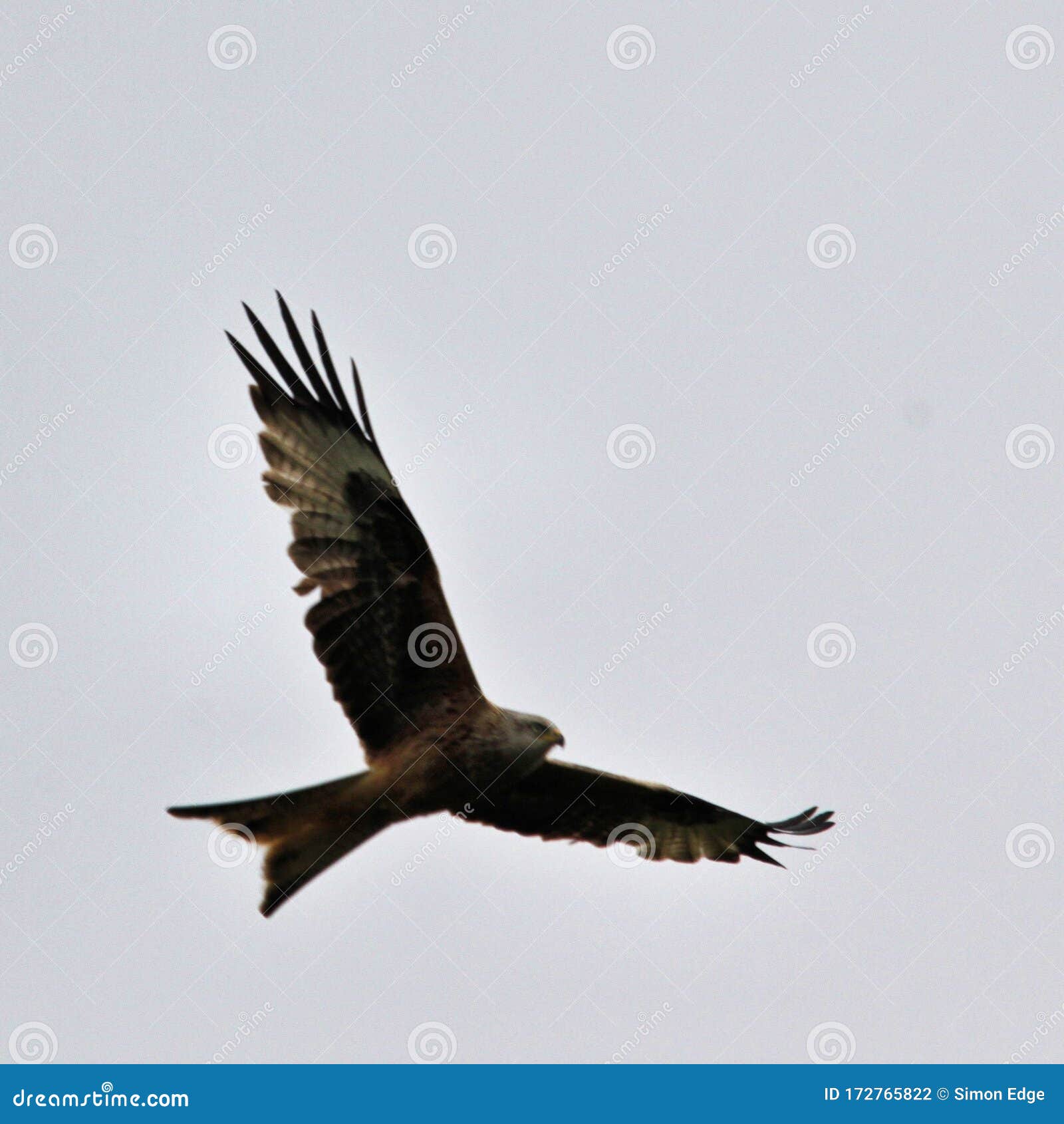 A View of a Red Kite in Flight Stock Photo - Image of birds, bird ...