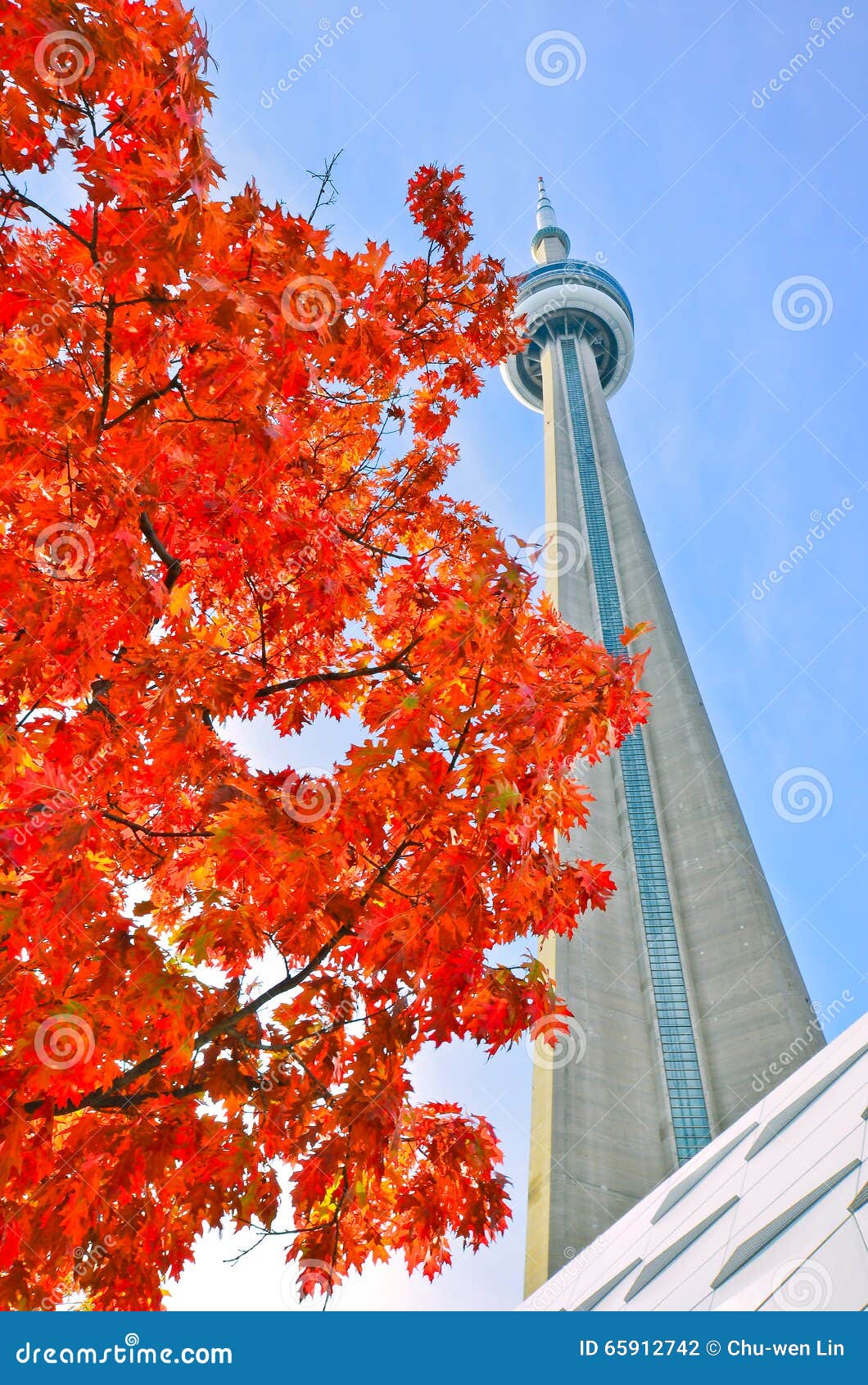 View of Red Maple Tree and CN Tower in Autumn Editorial Photography ...