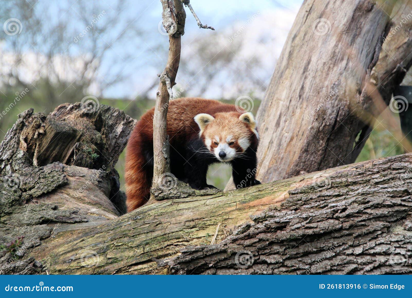 A view of a Red Panda stock photo. Image of wild, outdoor - 261813916