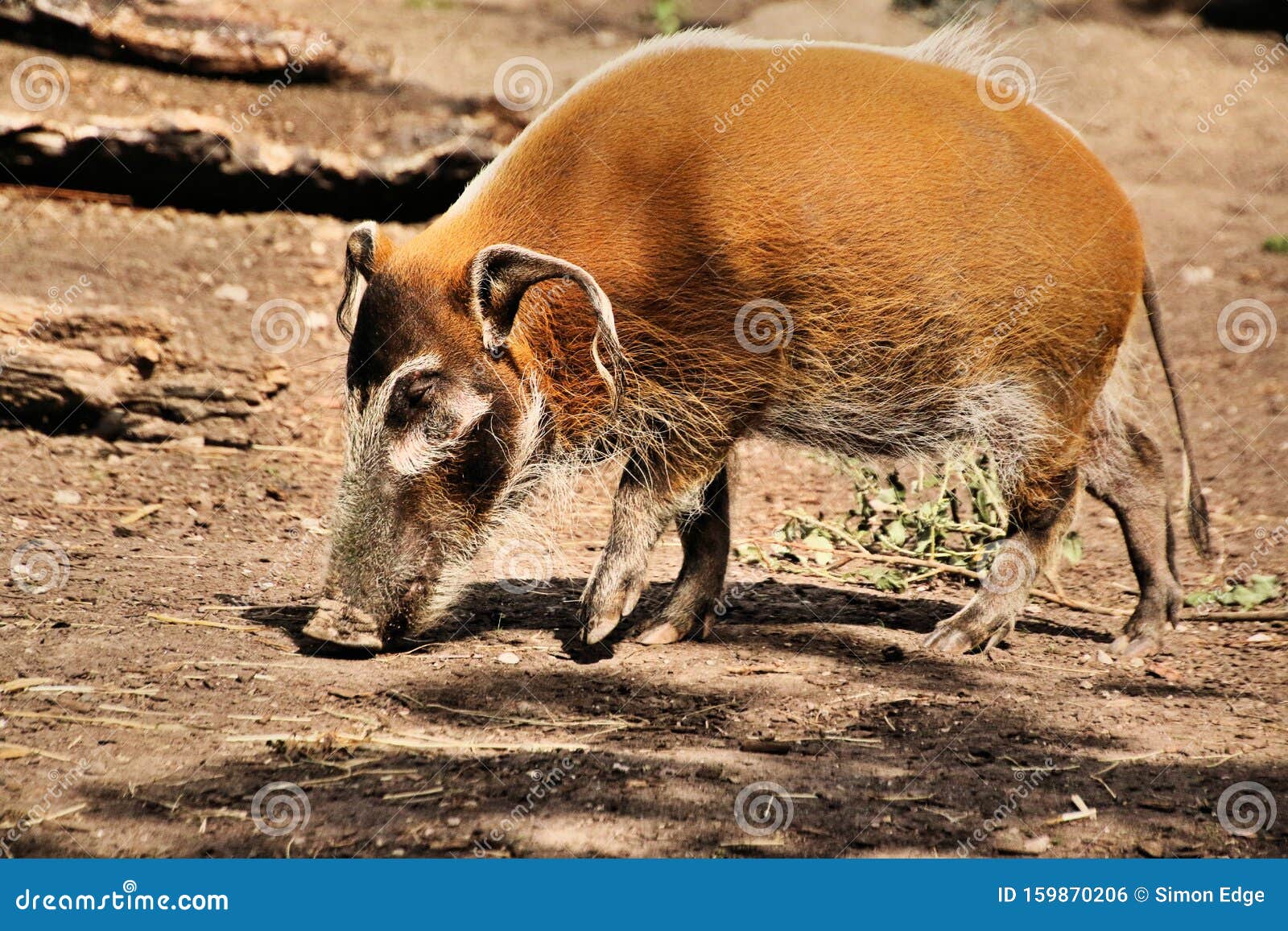 A view of a Red River Hog stock photo. Image of river - 159870206