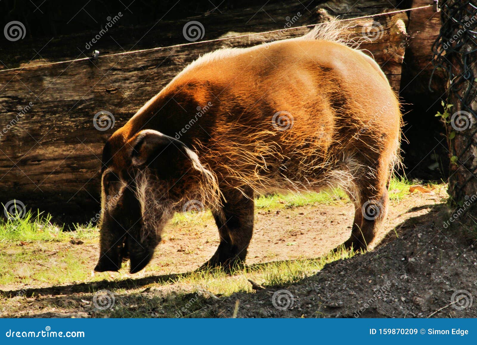 A view of a Red River Hog stock image. Image of mammal - 159870209
