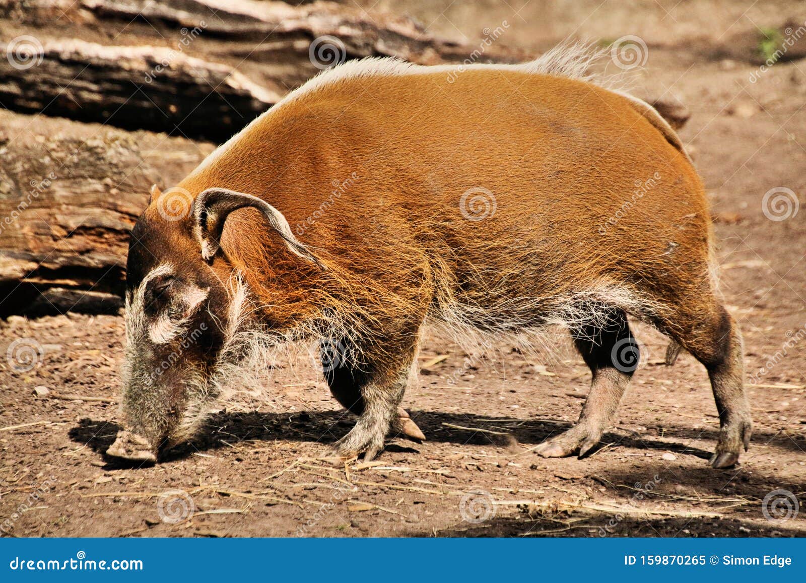 A view of a Red River Hog stock image. Image of hoglet - 159870265