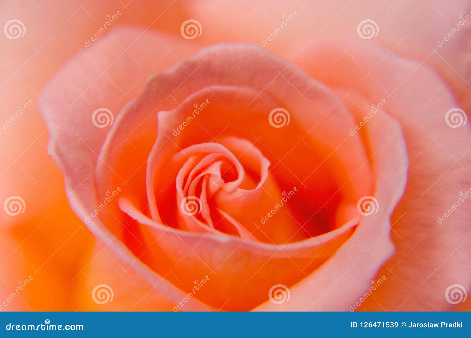 View of red rose up close. stock image. Image of garden - 126471539