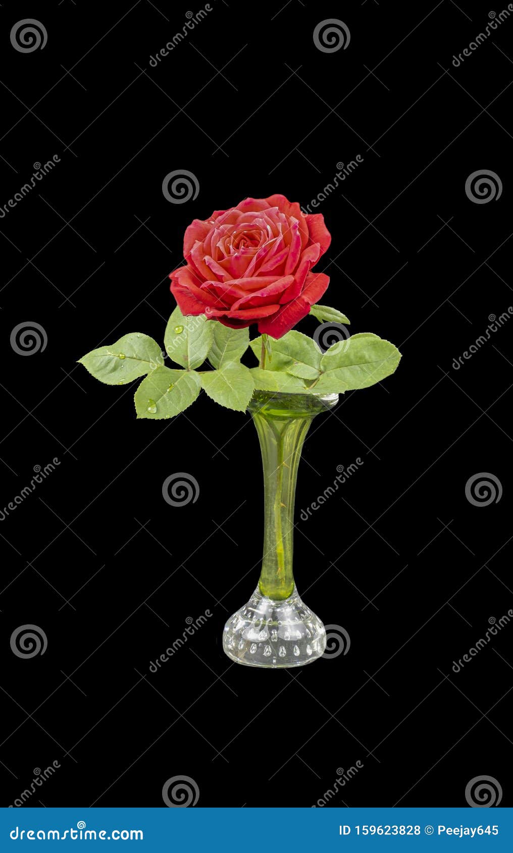 Glorious Red Rose stock photo. Image of flowers, rose - 159623828