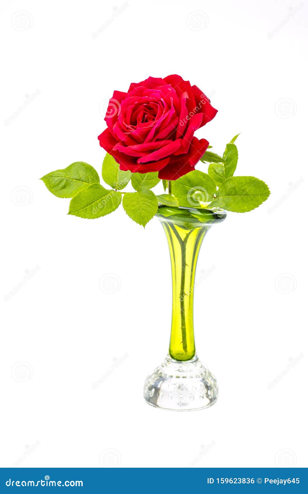 Glorious Red Rose stock photo. Image of white, background - 159623836