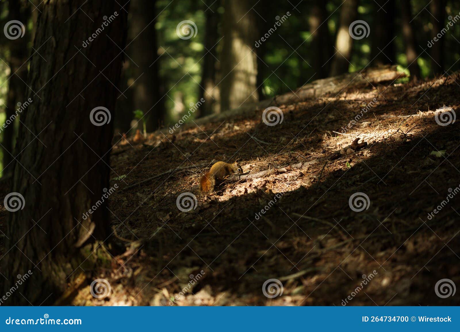 View of the Red Squirrel in the Forest in Ontario, Canada Stock Photo ...