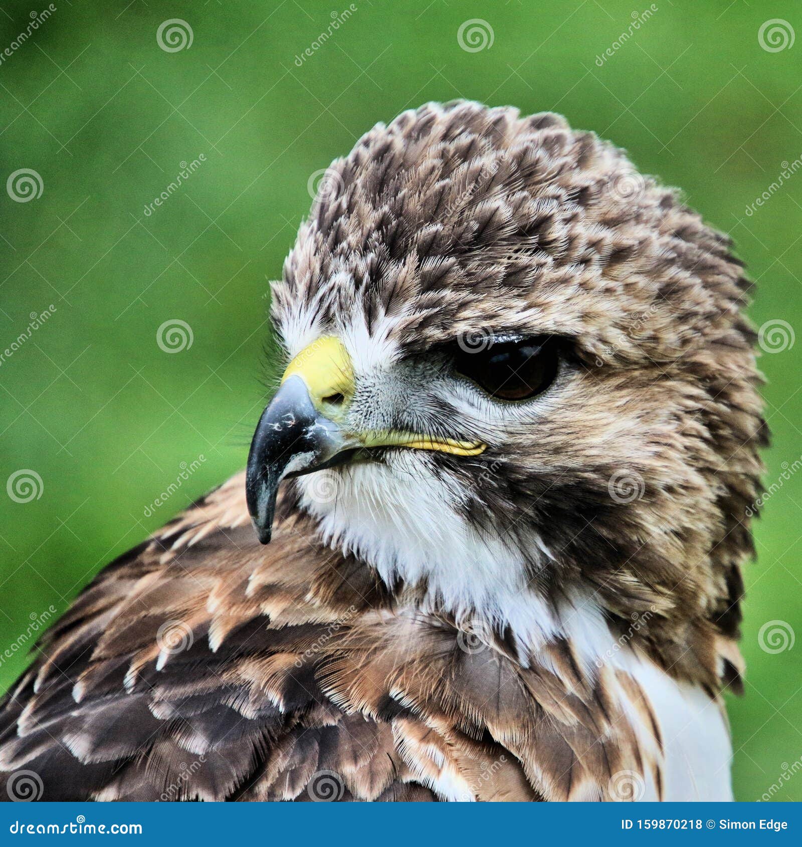 A View of a Red Tailed Buzzard Stock Photo - Image of bird, feathers ...