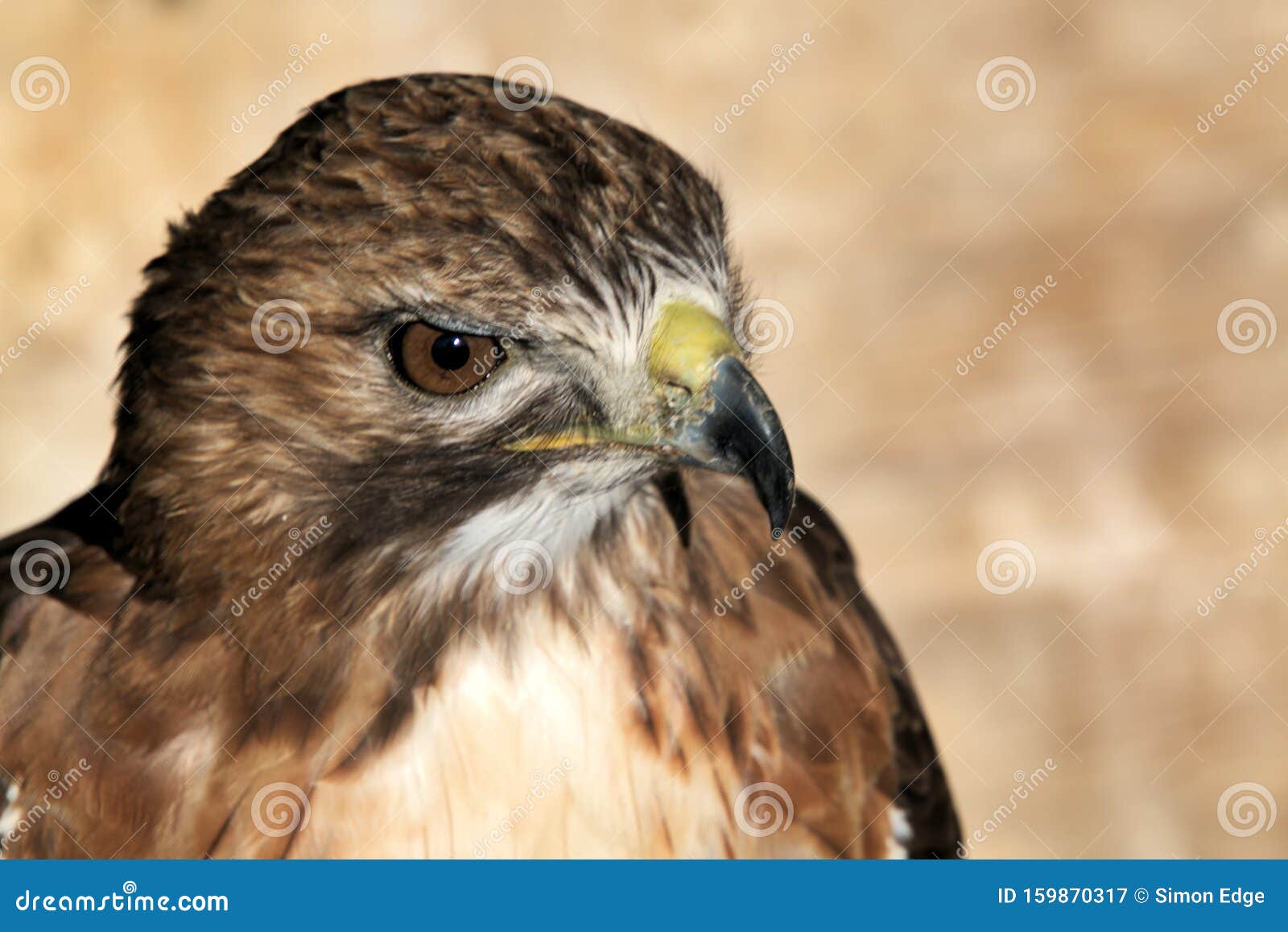 A View of a Red Tailed Buzzard Stock Image - Image of wing, buzzard ...