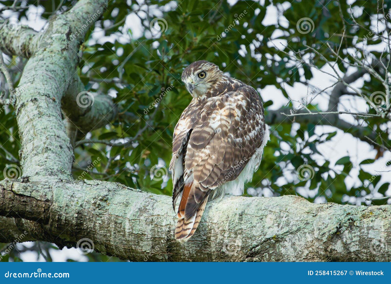 View of a Red-tailed Hawk Looking Over the Shoulder while Perching on ...