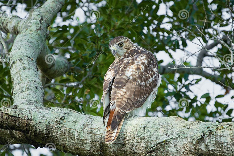View of a Red-tailed Hawk Looking Over the Shoulder while Perching on ...