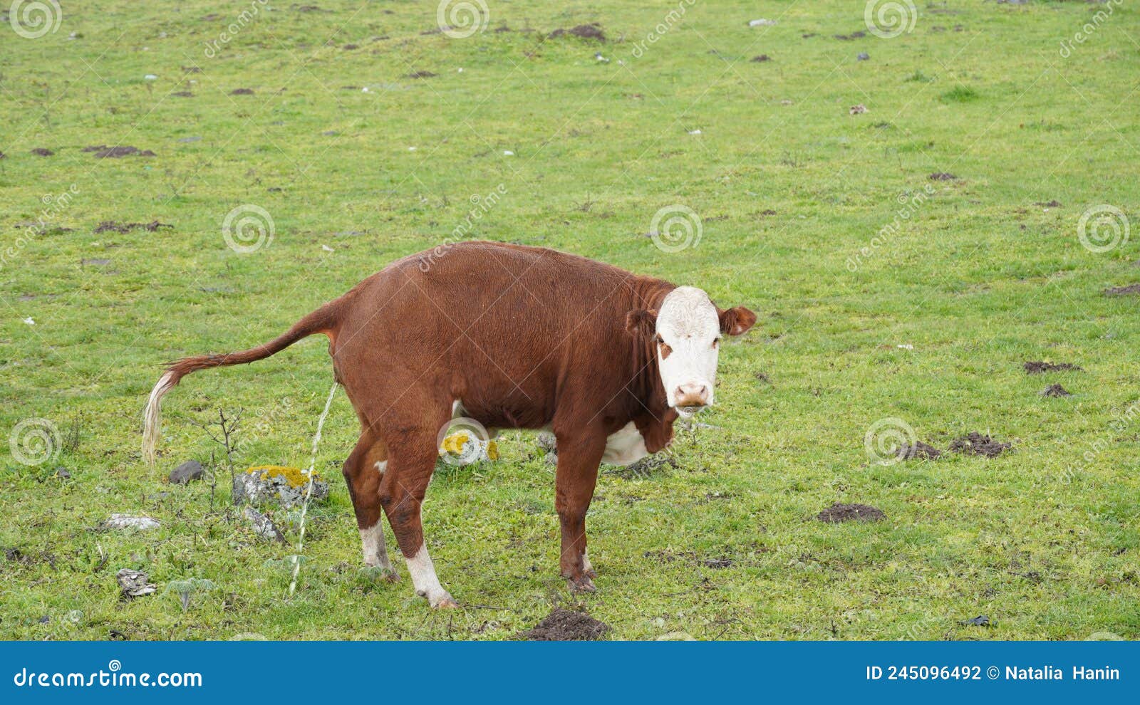 View of Red and White Cow Peeing. a Cow Urinating in the Field Stock ...