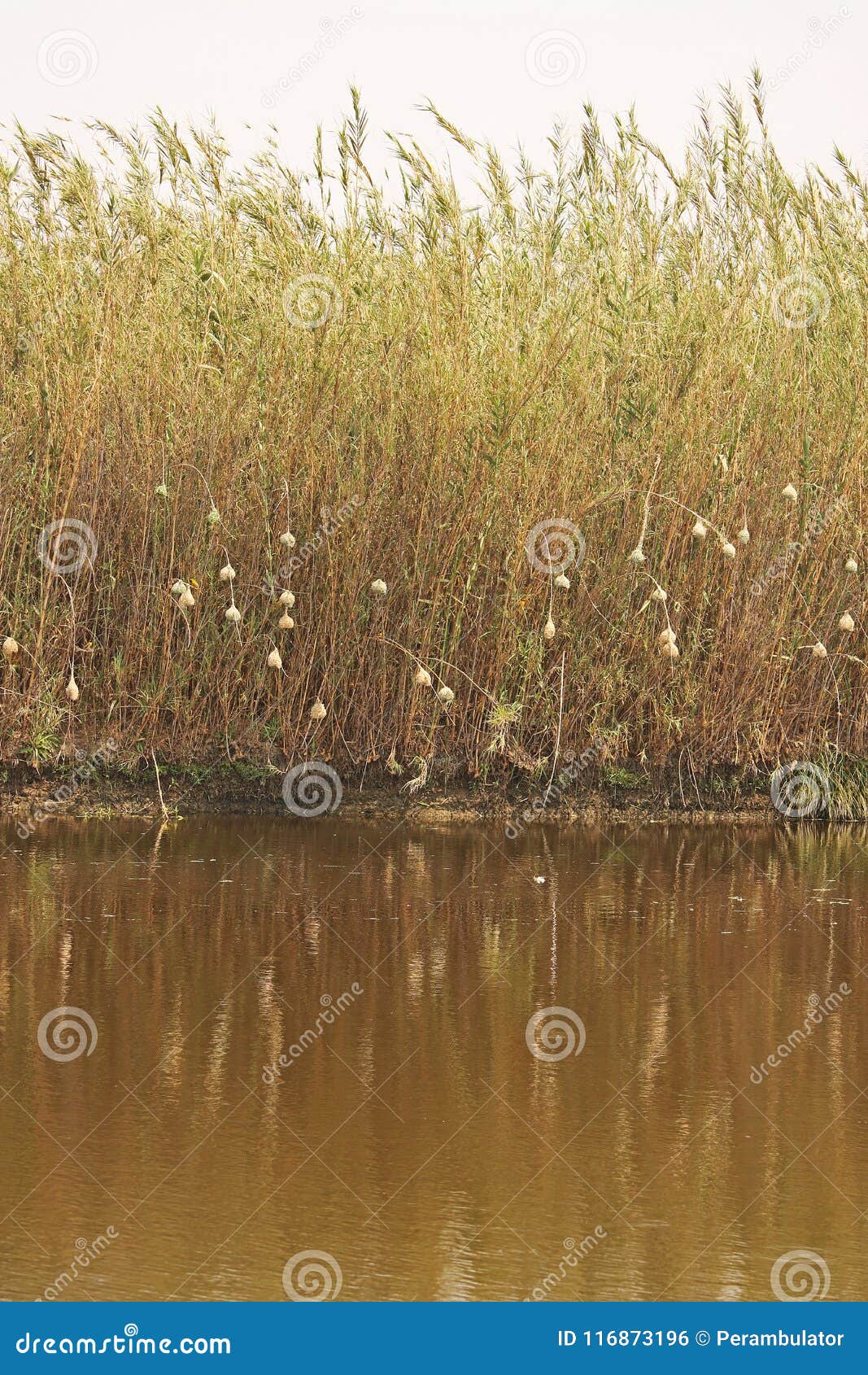 REFLECTION of REEDS and WEAVER`S NESTS in WATER Stock Photo - Image of ...