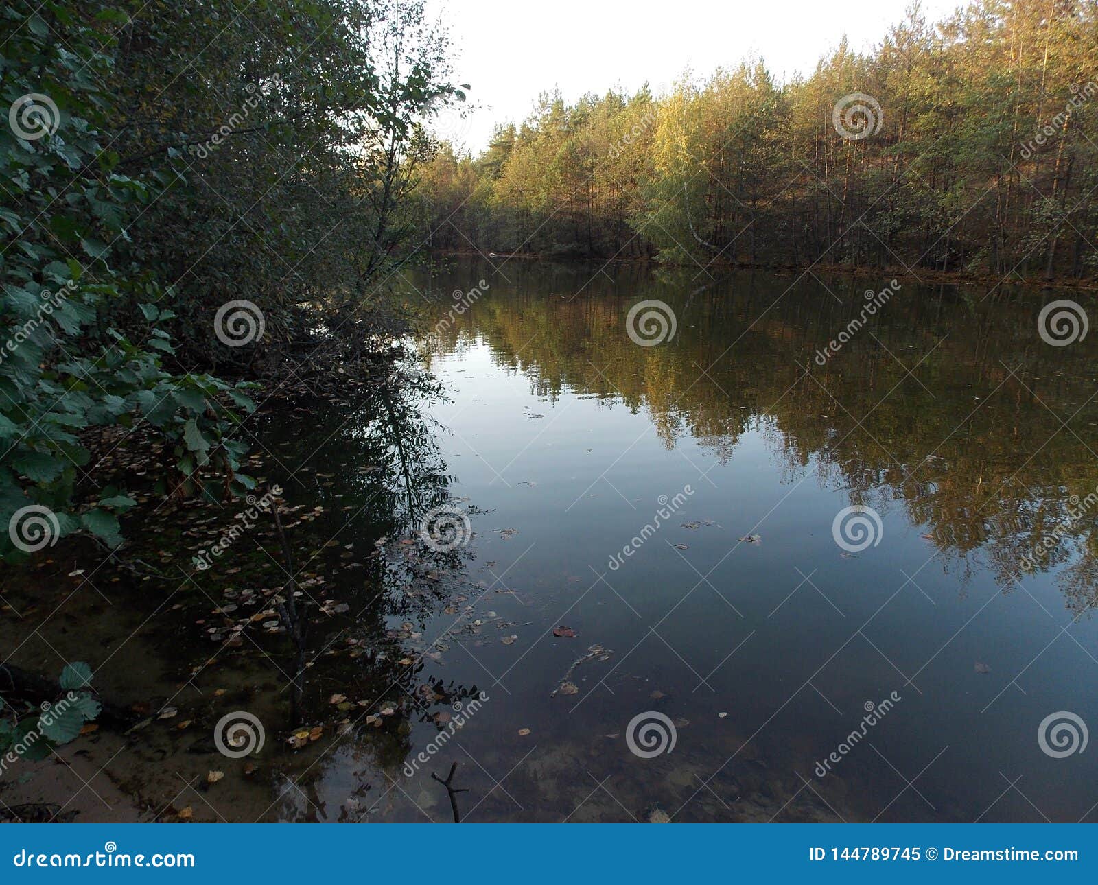 The View of Reflection of Forest in the River. Stock Image - Image of ...