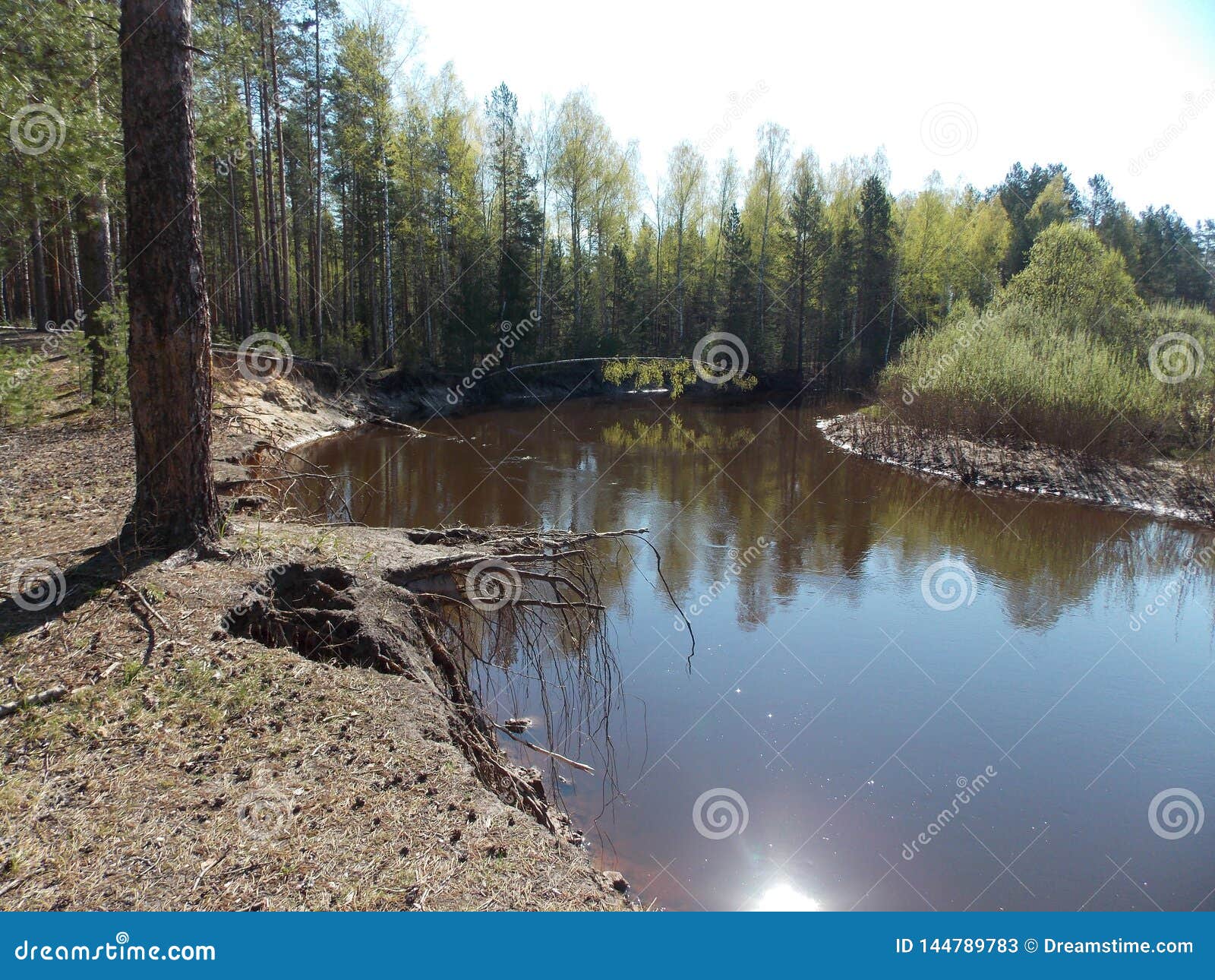 The View of Reflection of High Bank of Spring Forest in the River ...