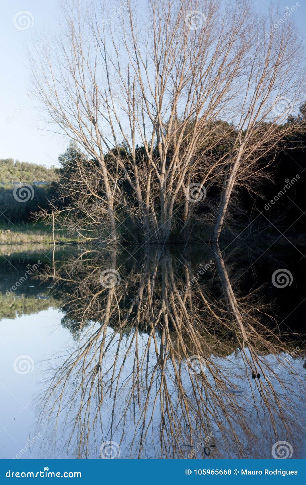 Reflective tree stock photo. Image of water, tree, flood - 105965668