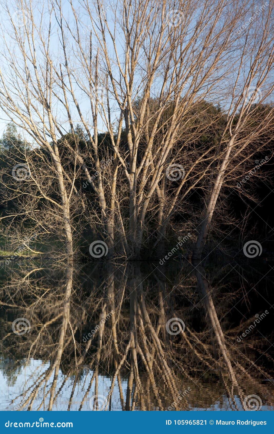 Reflective Tree Royalty-Free Stock Photo | CartoonDealer.com #156428793