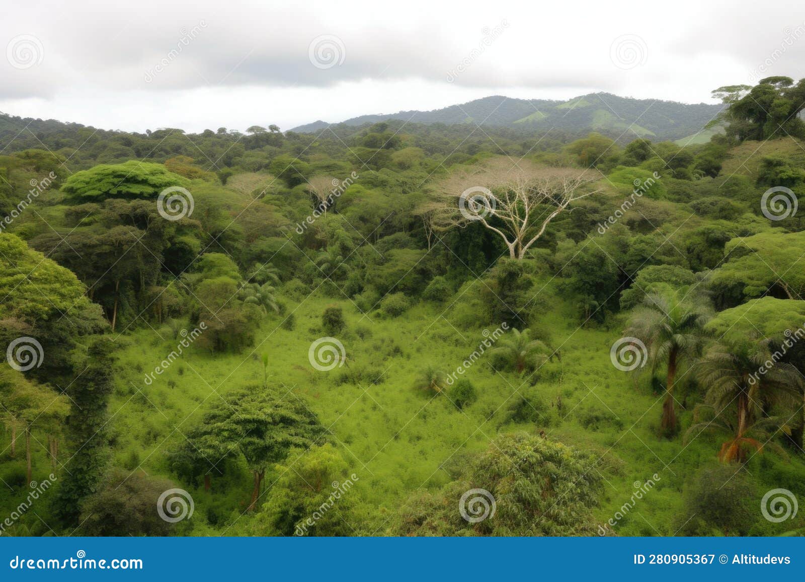 View of Reforested Area, with Variety of Trees and Birds Visible Stock ...