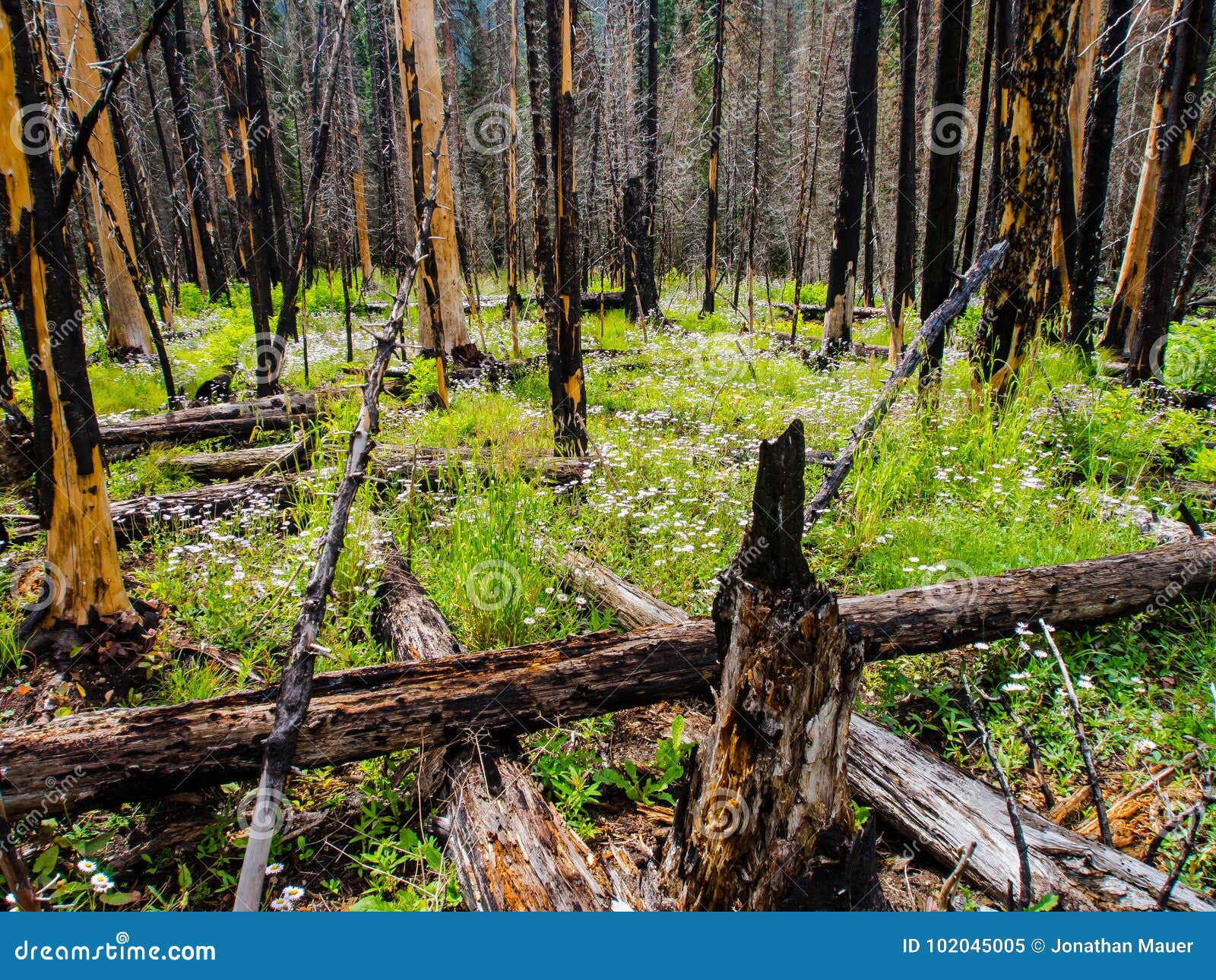 View of Regrowth in Burnt Forest Stock Image - Image of forest, vista ...