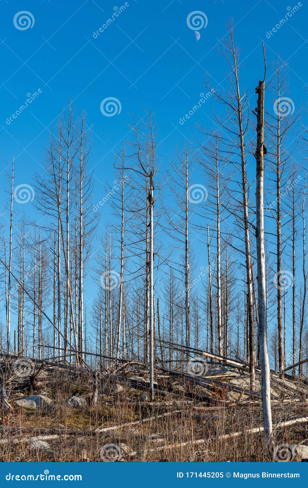 Remaining Dead Trees after a Large Forest Fire in Sweden Stock Image ...