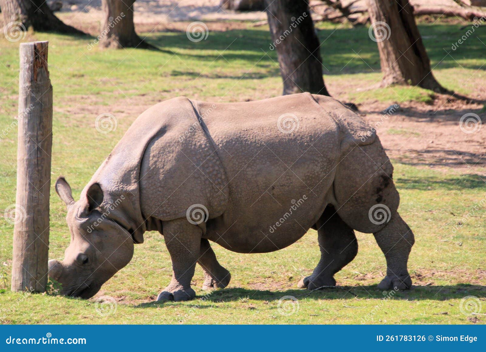A view of a Rhino stock photo. Image of pigs, tailed - 261783126