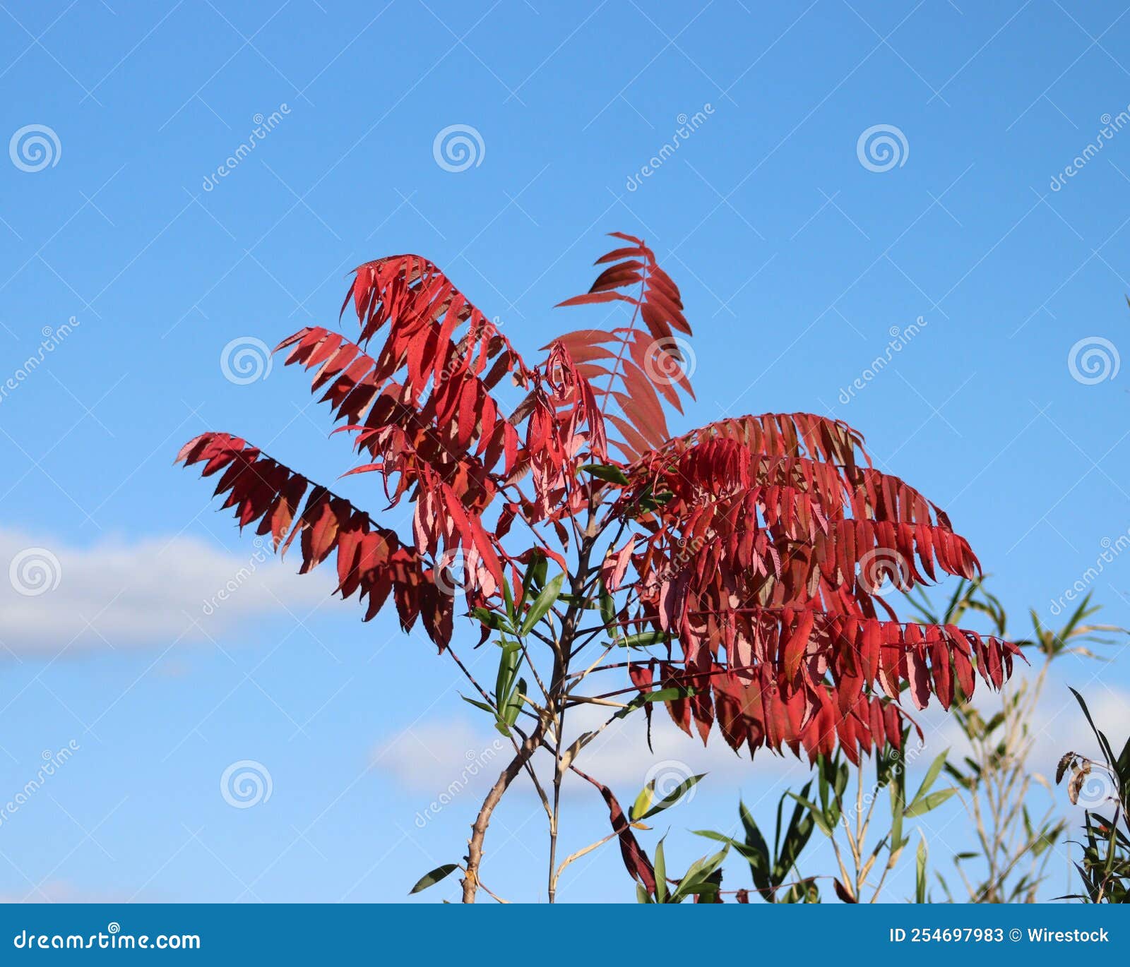 View of Rhus Typhina, Staghorn Sumac Red Leaves Stock Image - Image of ...