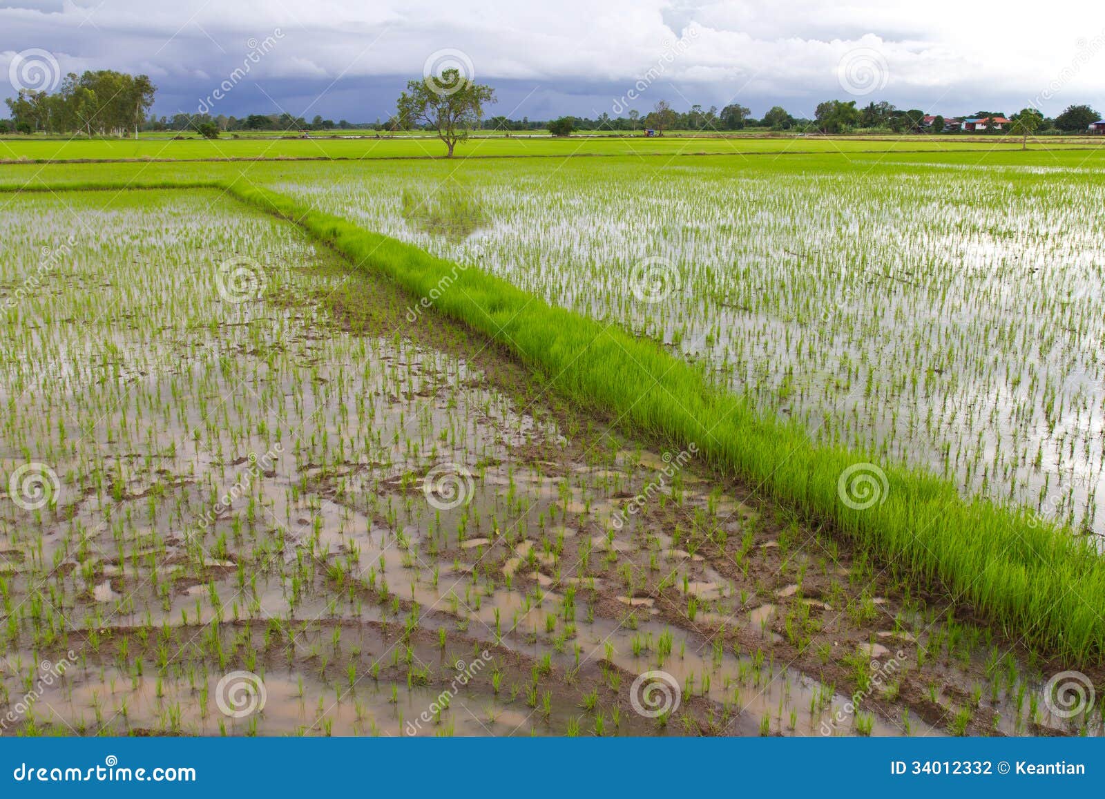 View on rice cultivation stock photo. Image of meadow - 34012332