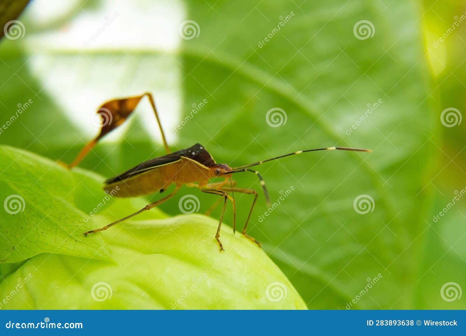View of a Rice Ear Bug Standing on a Lush, Green Leaf Stock Photo ...