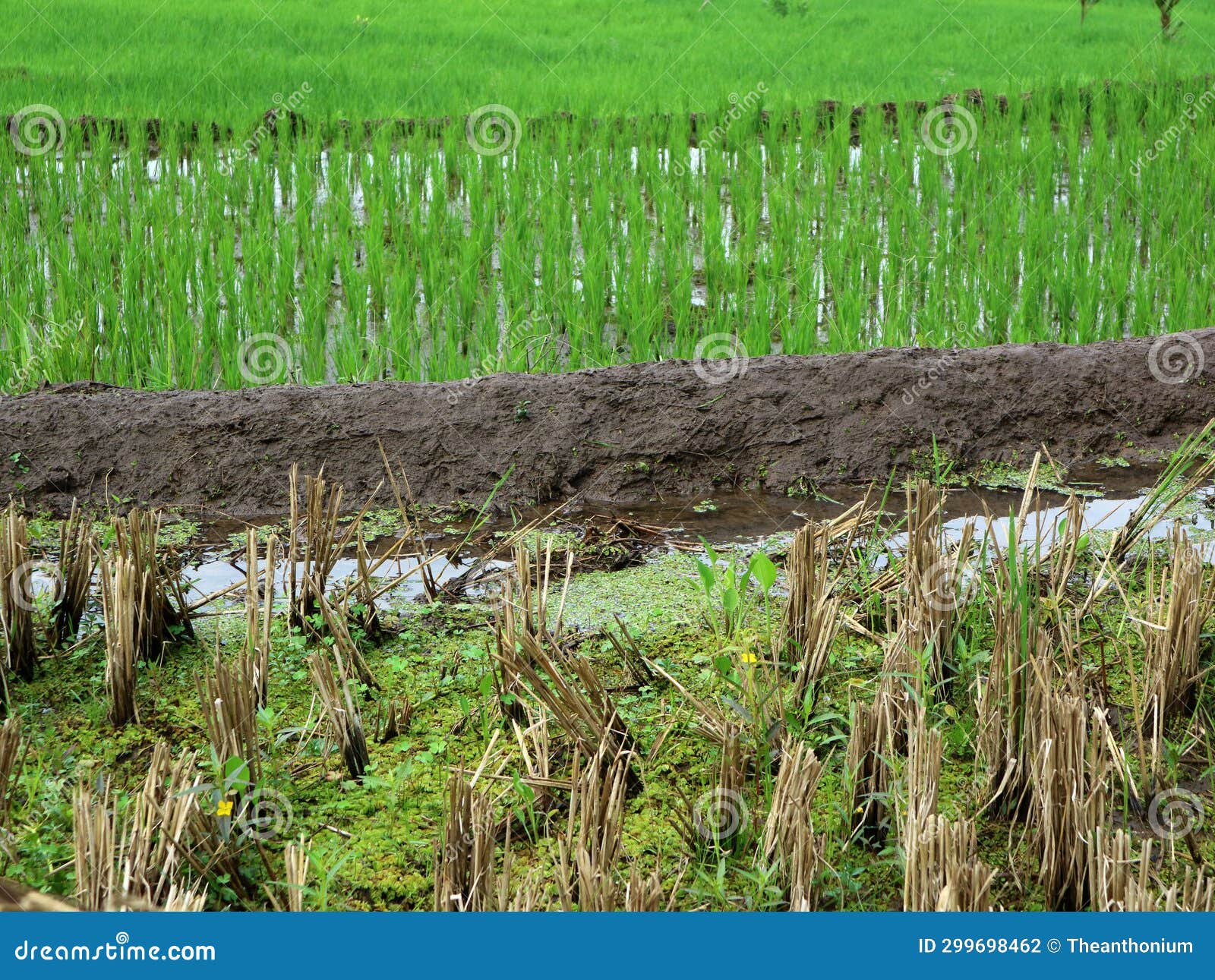View of Rice Farming Fields in Indonesia Stock Photo - Image of nature ...