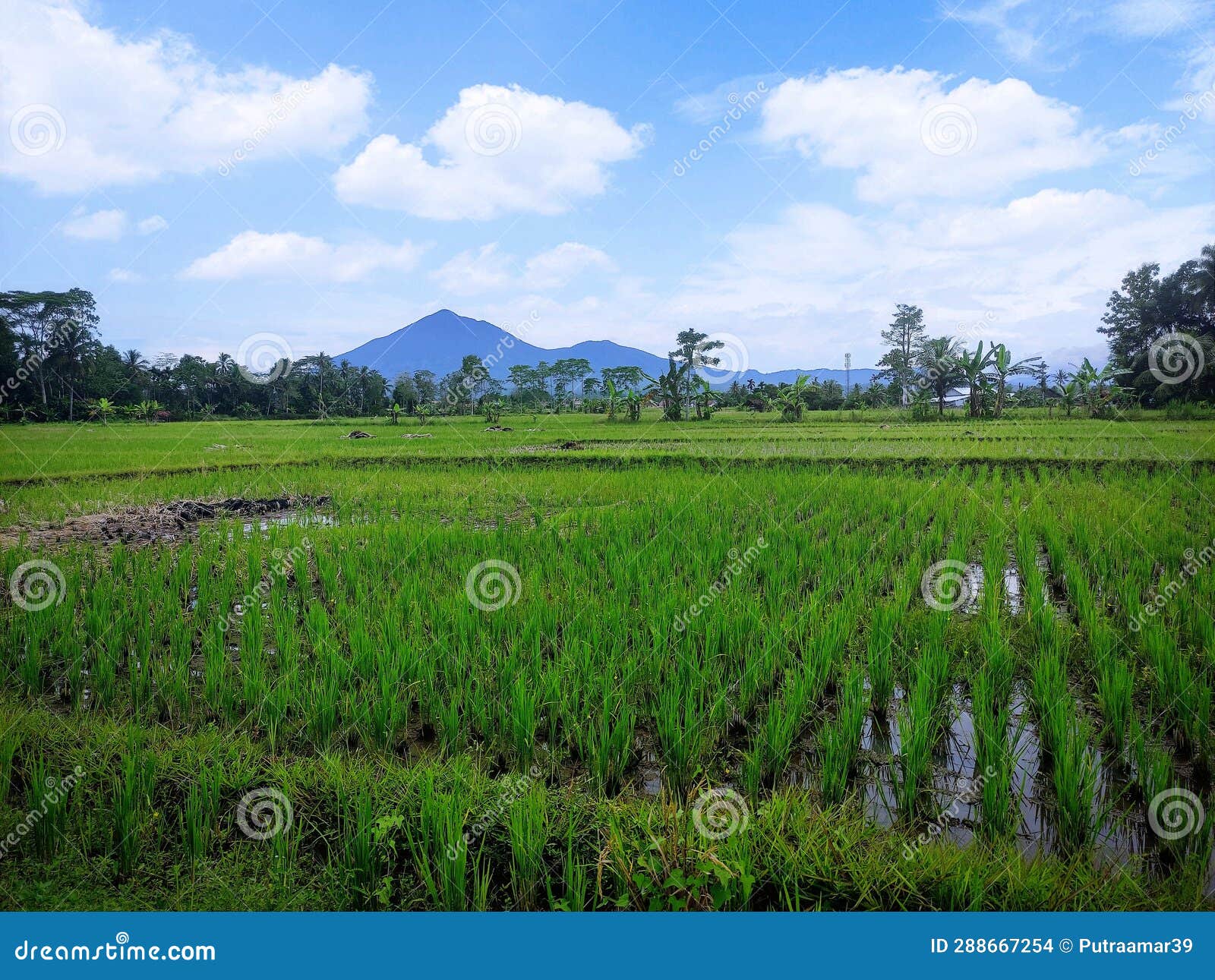 View of Rice Field Area and Mountains Under Blue Sky Stock Photo ...