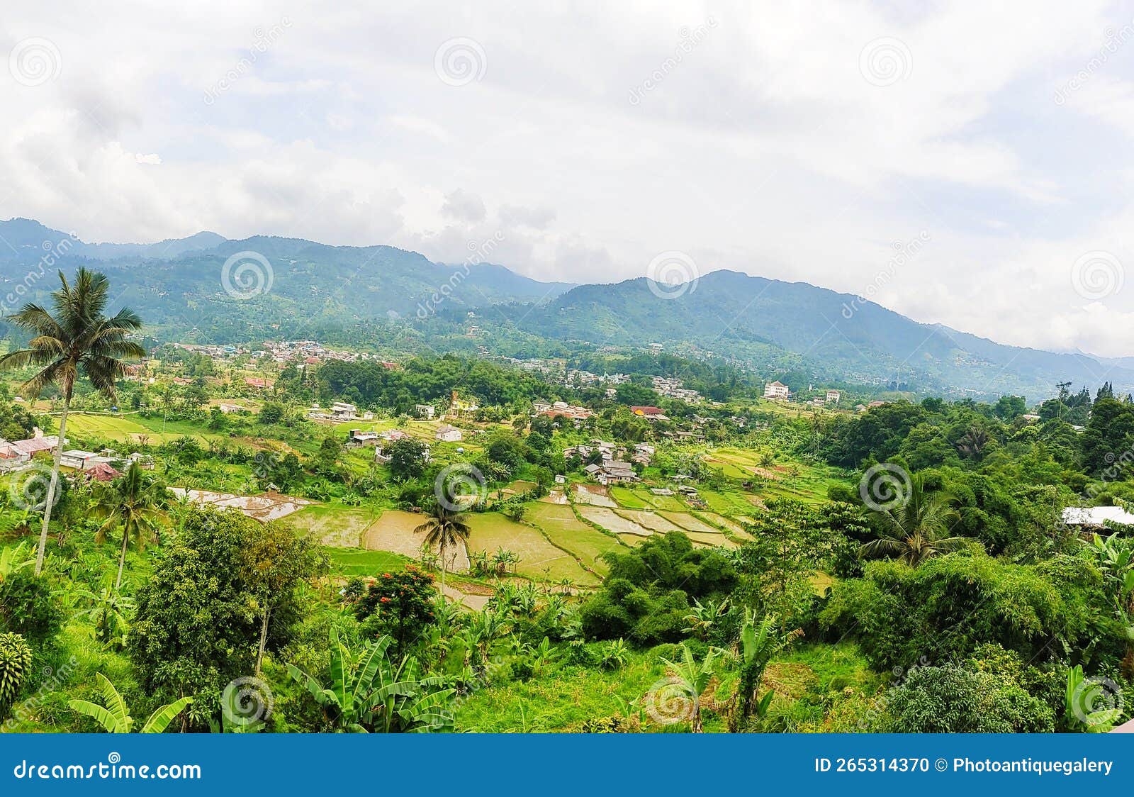 View Rice Field and Gede Pangrango Mountain Stock Photo - Image of ...