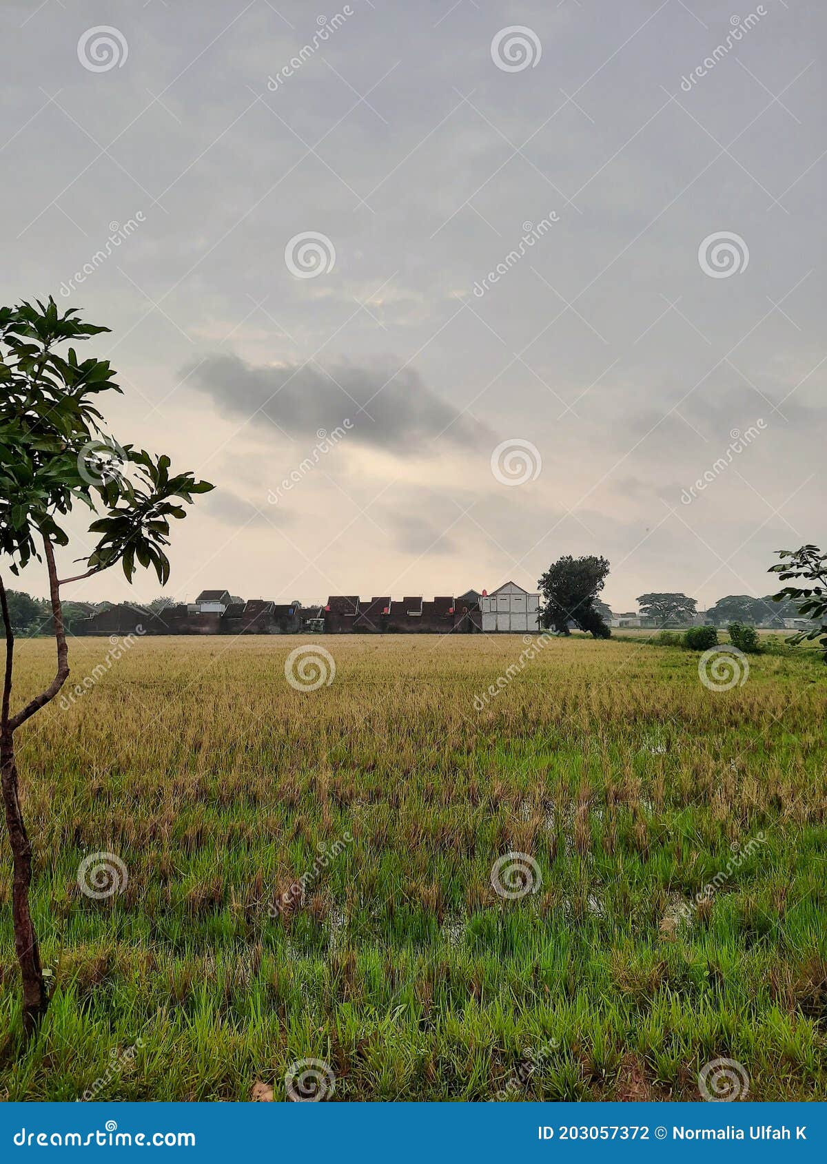 View of Rice Field with Some Home Stock Photo - Image of tree, crop ...