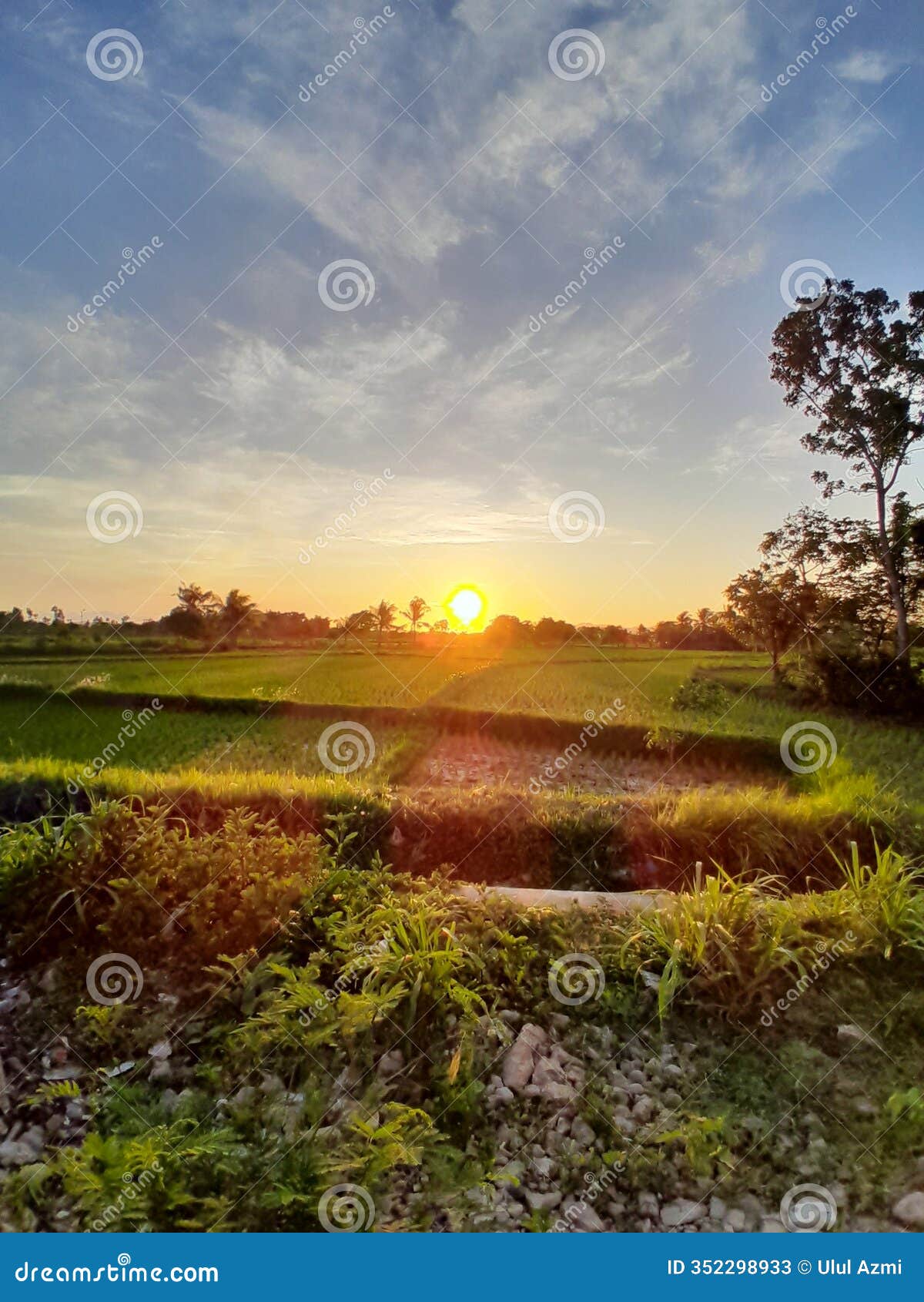 View of Rice Fields in the Afternoon Stock Image - Image of asmr, town ...