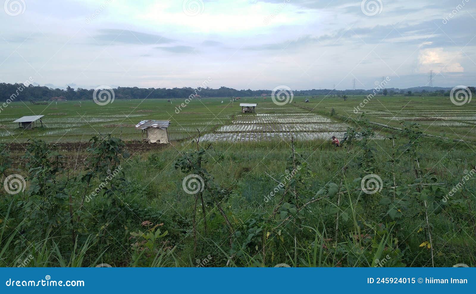 The View of the Rice Fields in the Afternoon before Sunset. Stock Image ...