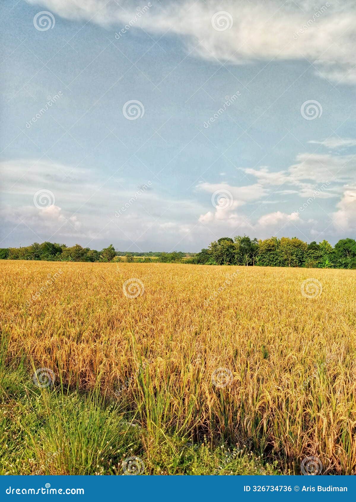 View of the Rice Fields in the Afternoon. Yellowing Rice Plants Stock ...