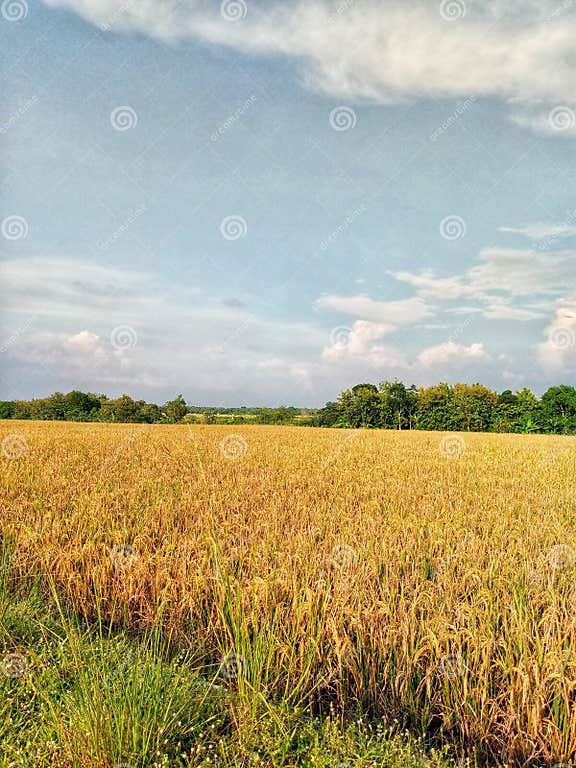 View of the Rice Fields in the Afternoon. Yellowing Rice Plants Stock ...