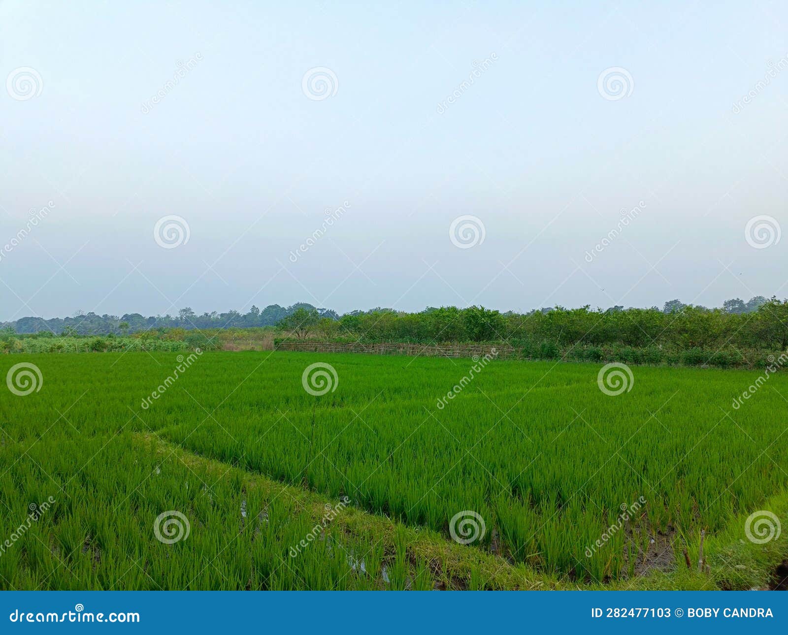 View of Rice Fields in Banyuwangi, East Java Stock Image - Image of ...