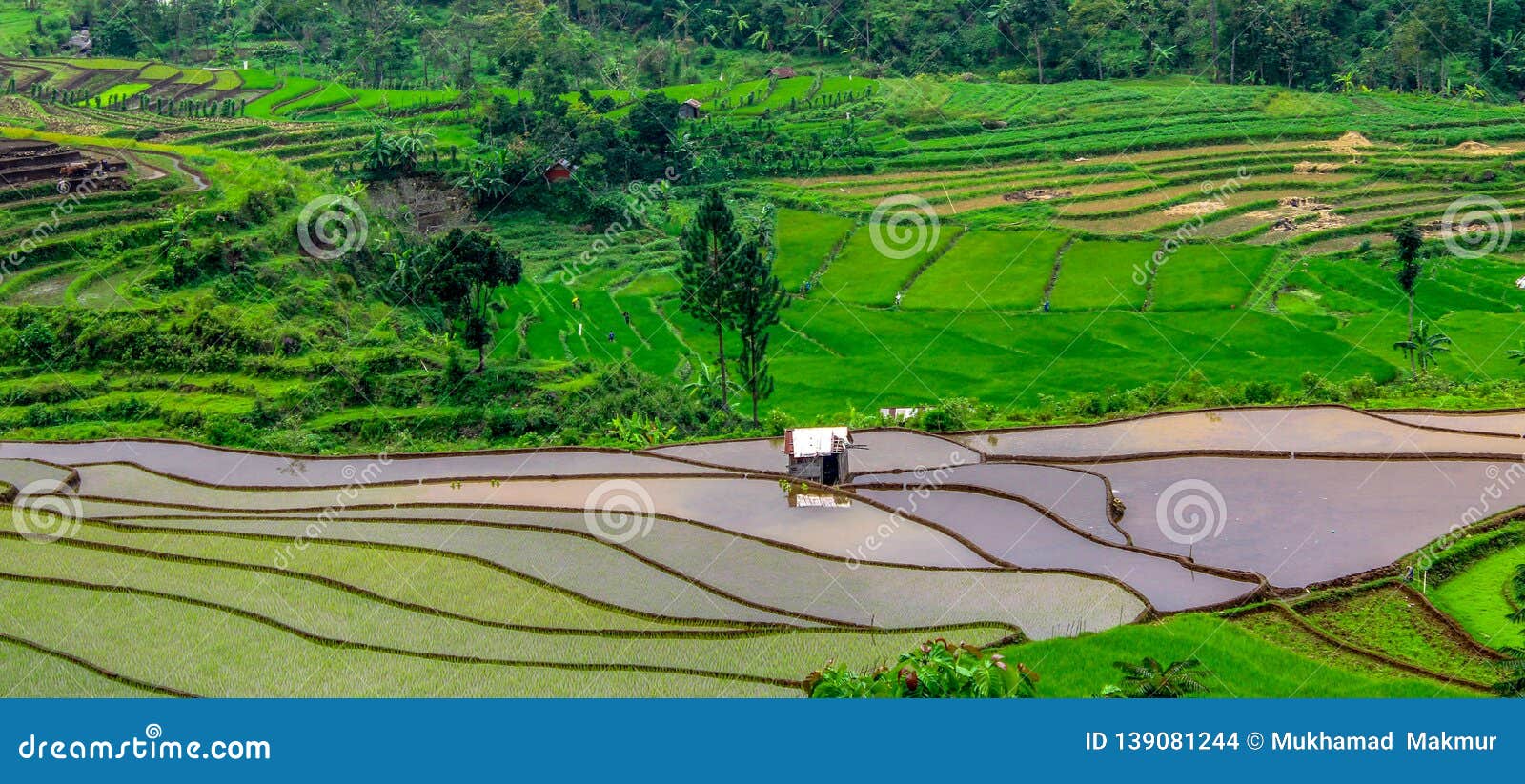 Beautiful Rice Fields, Tegal Regency, Indonesia. Stock Photo - Image of ...