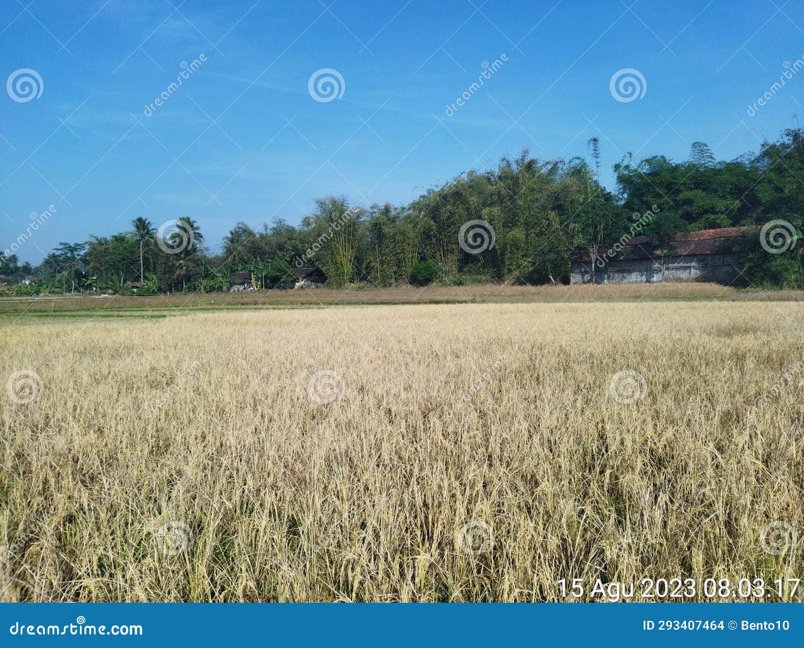 View of Rice Fields with Blue Clouds Stock Photo - Image of blue, view ...