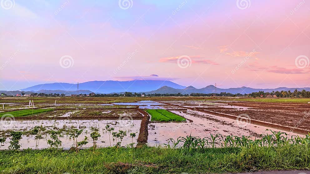 View of Rice Fields in Central Java, Beautiful Mountains Towering High ...