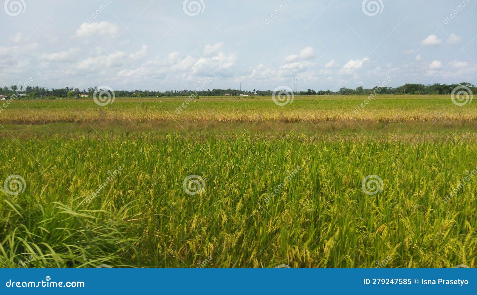 The View of the Rice Fields at the Foot of the Mountain that Looks Like ...